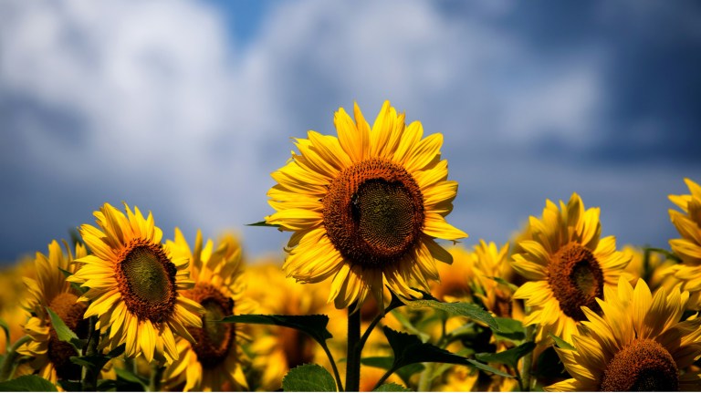 Wonder in Mathematics – [verb] + [noun]: Wondering about and creating ...